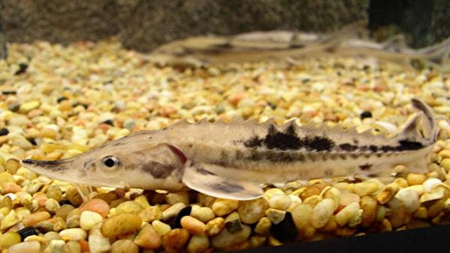 Des chefs autochtones à la défense de l'esturgeon jaune | ICI.Radio ...