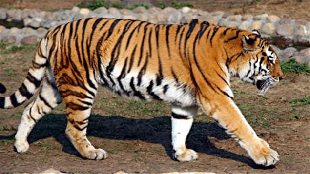 Les excréments de tigre sont efficaces pour protéger les cultures | ICI ...