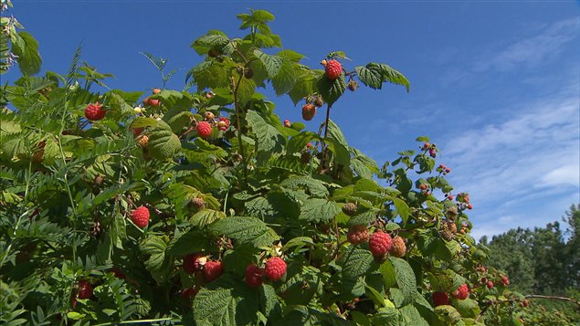 Des framboises en abondance | ICI.Radio-Canada.ca