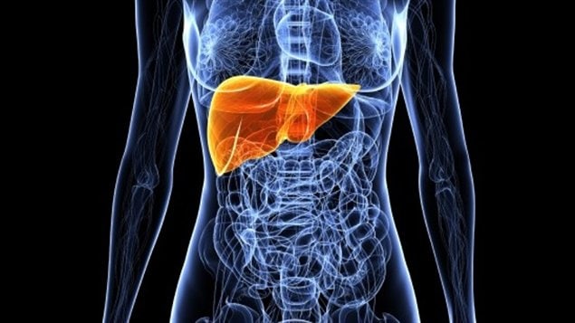 Des cellules deviennent un foie temporaire | ICI.Radio-Canada.ca