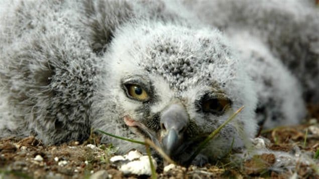 Harfang des neiges et des mers | ICI.Radio-Canada.ca