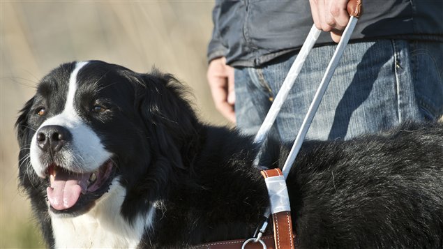 Chiens-guides : des imposteurs profitent du système | ICI.Radio-Canada.ca