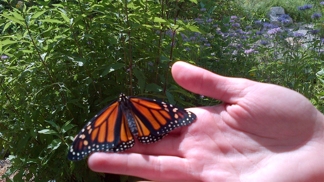 Des monarques s'aventurent plus au Nord | ICI.Radio-Canada.ca