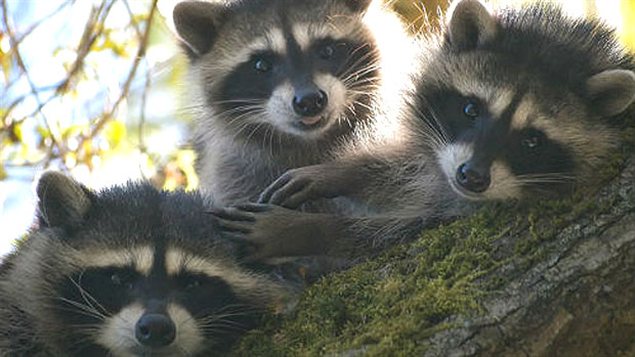 Défense de nourrir les ratons laveurs | ICI.Radio-Canada.ca