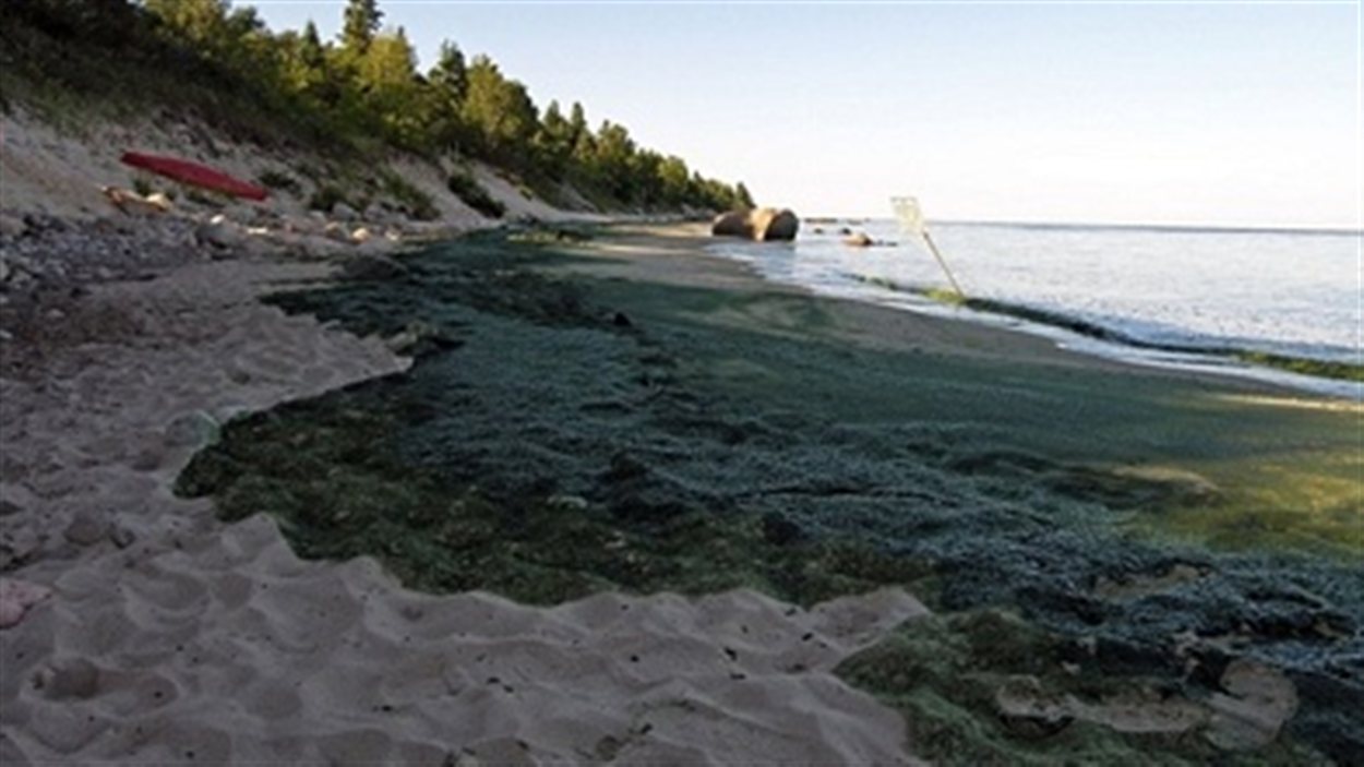 La pollution du milieu agricole menace le lac Winnipeg | ICI.Radio ...