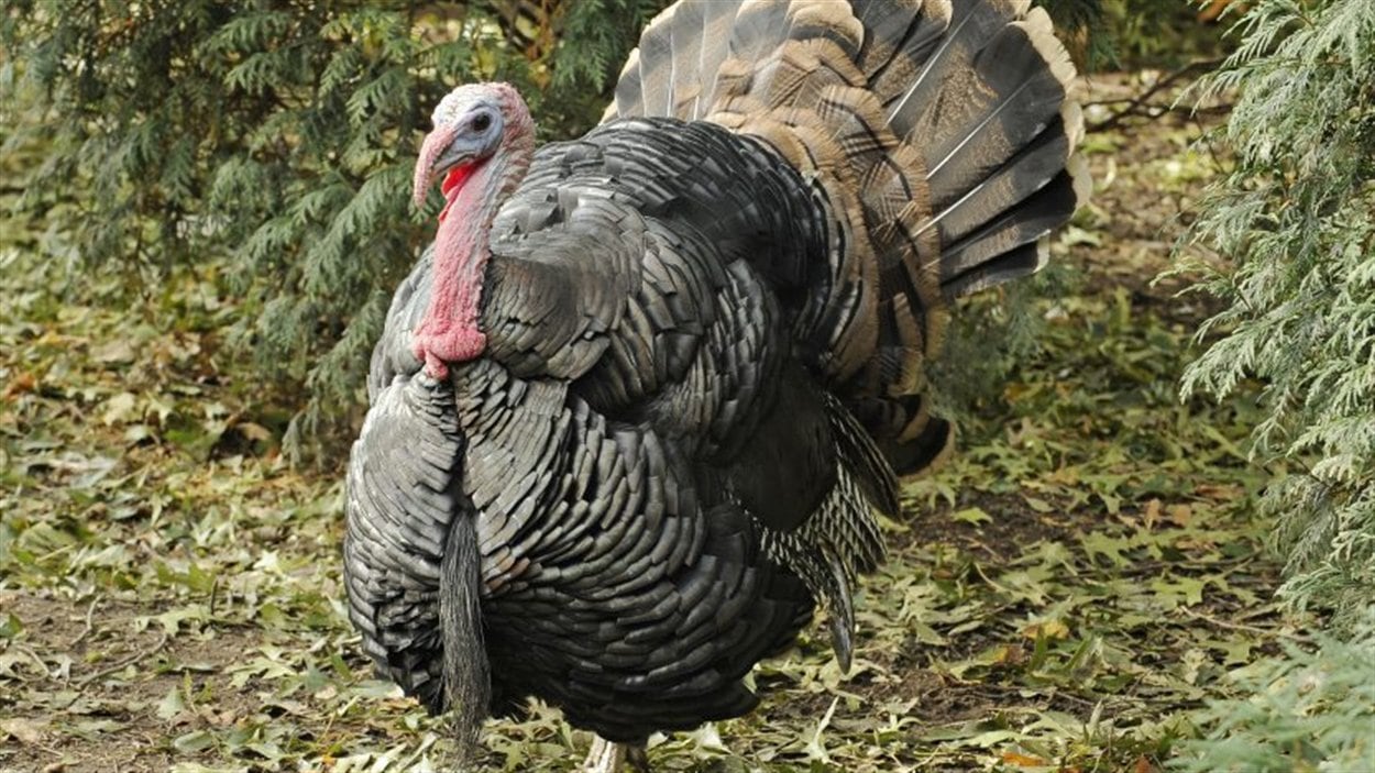 La chasse au dindon sauvage permise dans le nord de l'Ontario | ICI ...