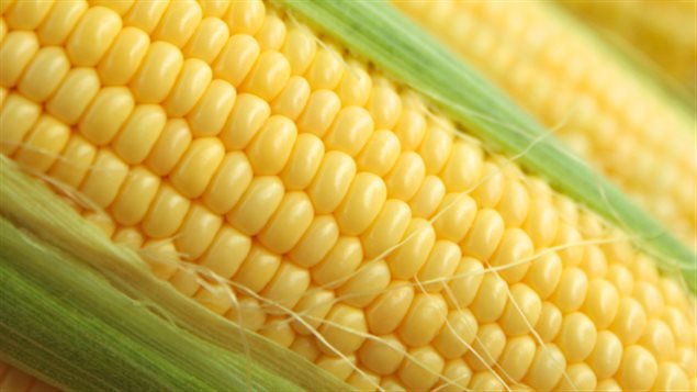 Début de saison difficile pour les producteurs de maïs | ICI.Radio ...