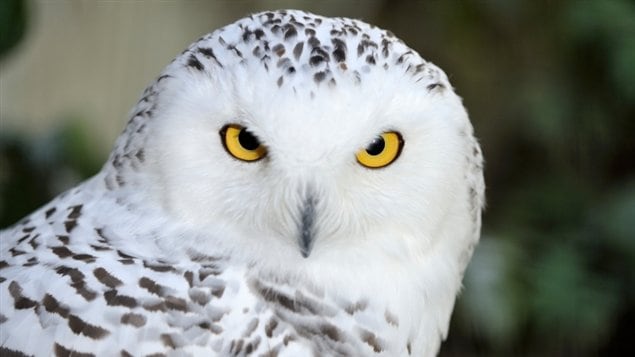 Nombre inhabituel de harfangs des neiges au N.-B. | ICI.Radio-Canada.ca