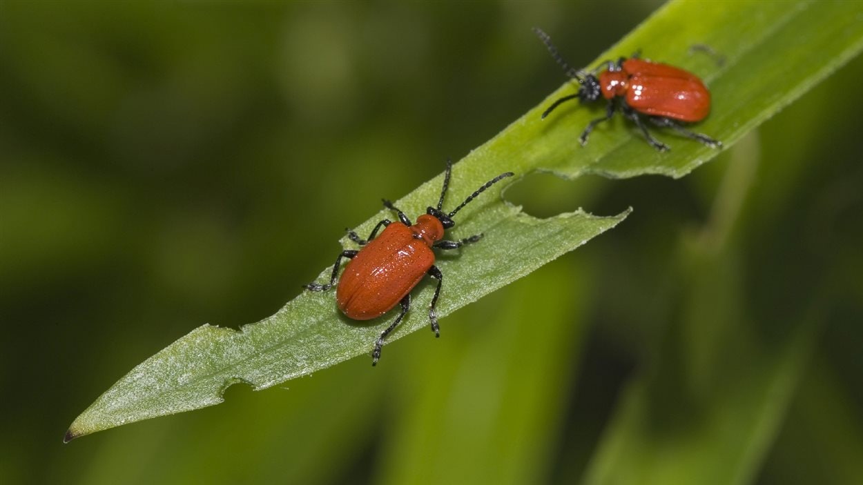 Une infestation d'insectes menace les jardins du Manitoba | ICI.Radio ...
