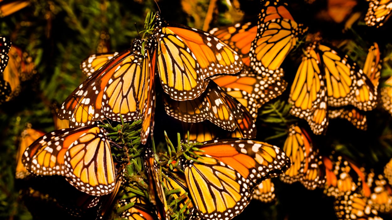 Les monarques en péril | ICI.Radio-Canada.ca