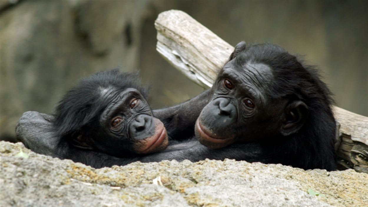 Le réconfort d'un bonobo | ICI.Radio-Canada.ca