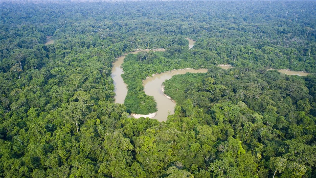 La forêt amazonienne compte 390 milliards d’arbres de 16 000 espèces ...