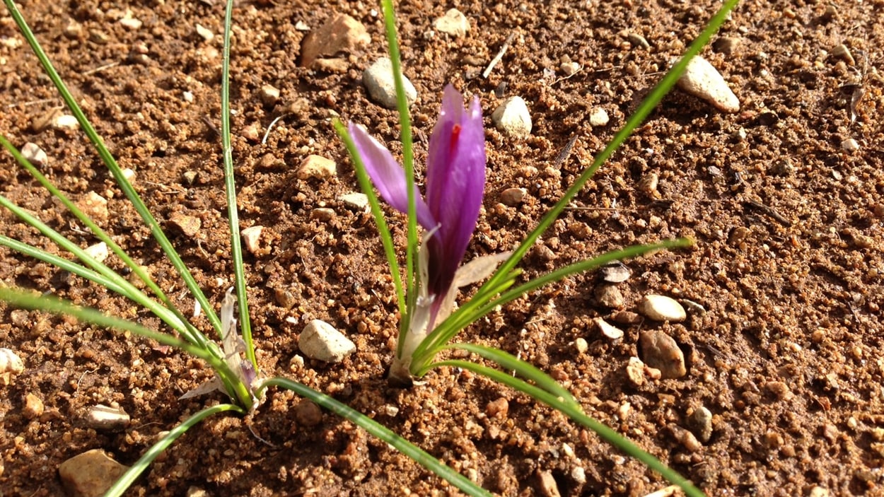 La production de safran à travers le monde | La Semaine Verte | ICI ...