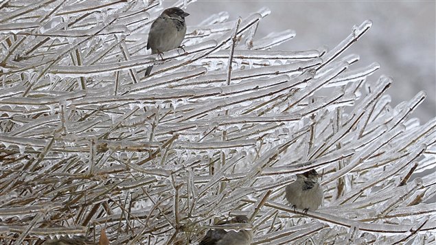 Est du Québec : après le froid, la neige et le verglas ! | ICI.Radio ...