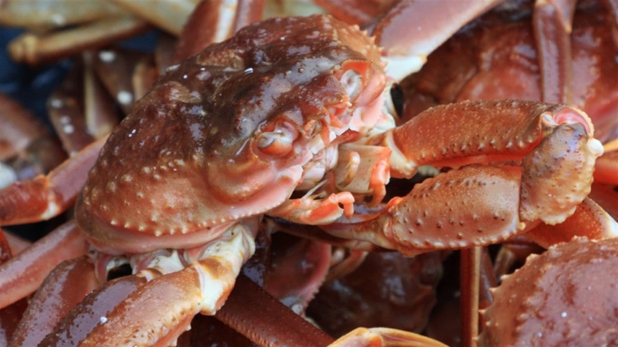 Le début de la pêche au crabe prévue le 26 mars | ICI.Radio-Canada.ca