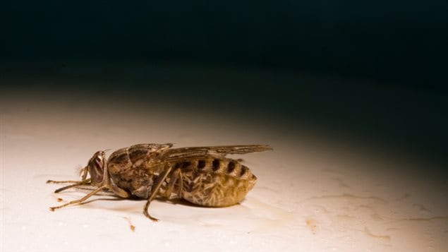 À l'assaut des secrets de la mouche tsé-tsé | ICI.Radio-Canada.ca
