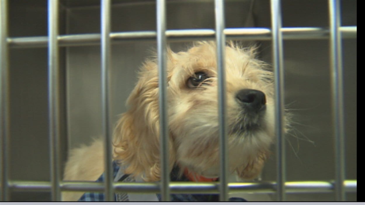 La SPA de l'Estrie aura un nouveau refuge | ICI.Radio-Canada.ca