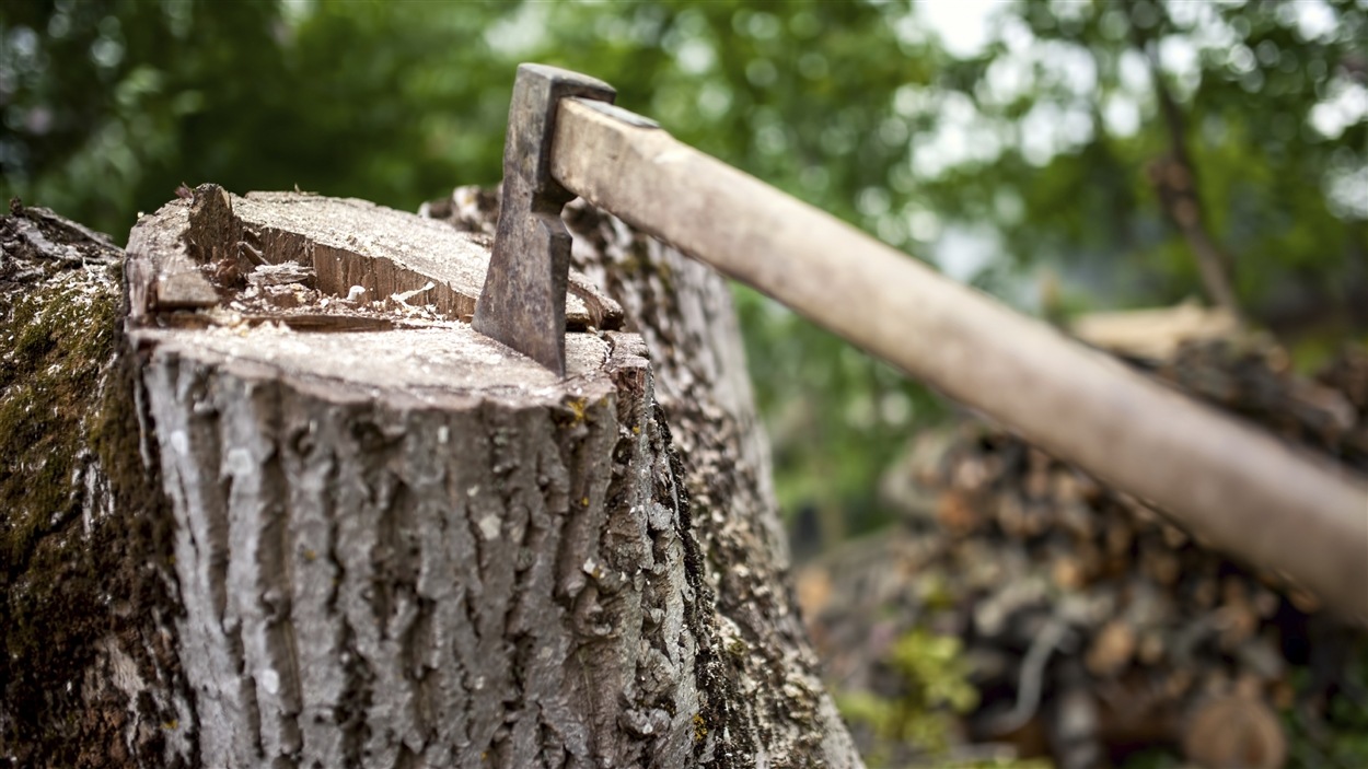 Coupe du bois : la mort de quatre bûcherons crée des remous | ICI.Radio ...
