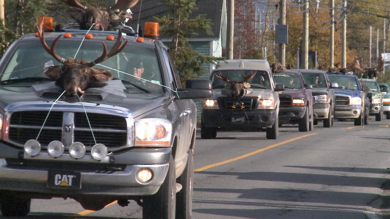 Des milliers de chasseurs à l'assaut de l'orignal | ICI.Radio-Canada.ca