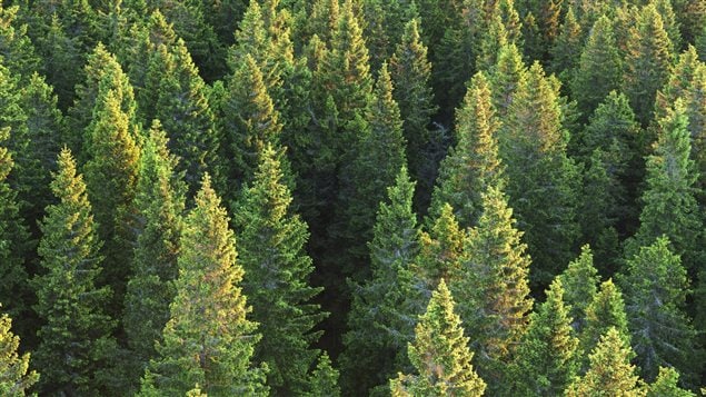 À quand la stratégie d'aménagement durable des forêts? | ICI.Radio ...