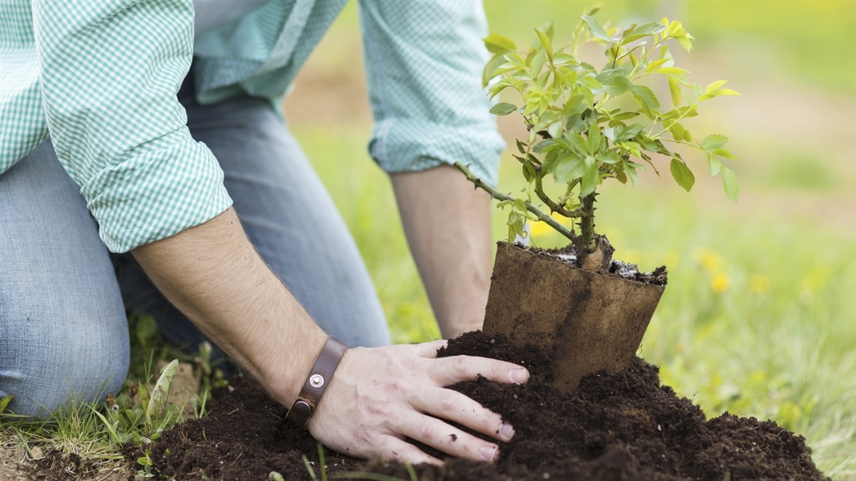 Planter des arbres pour compenser sa consommation de papier | ICI.Radio ...