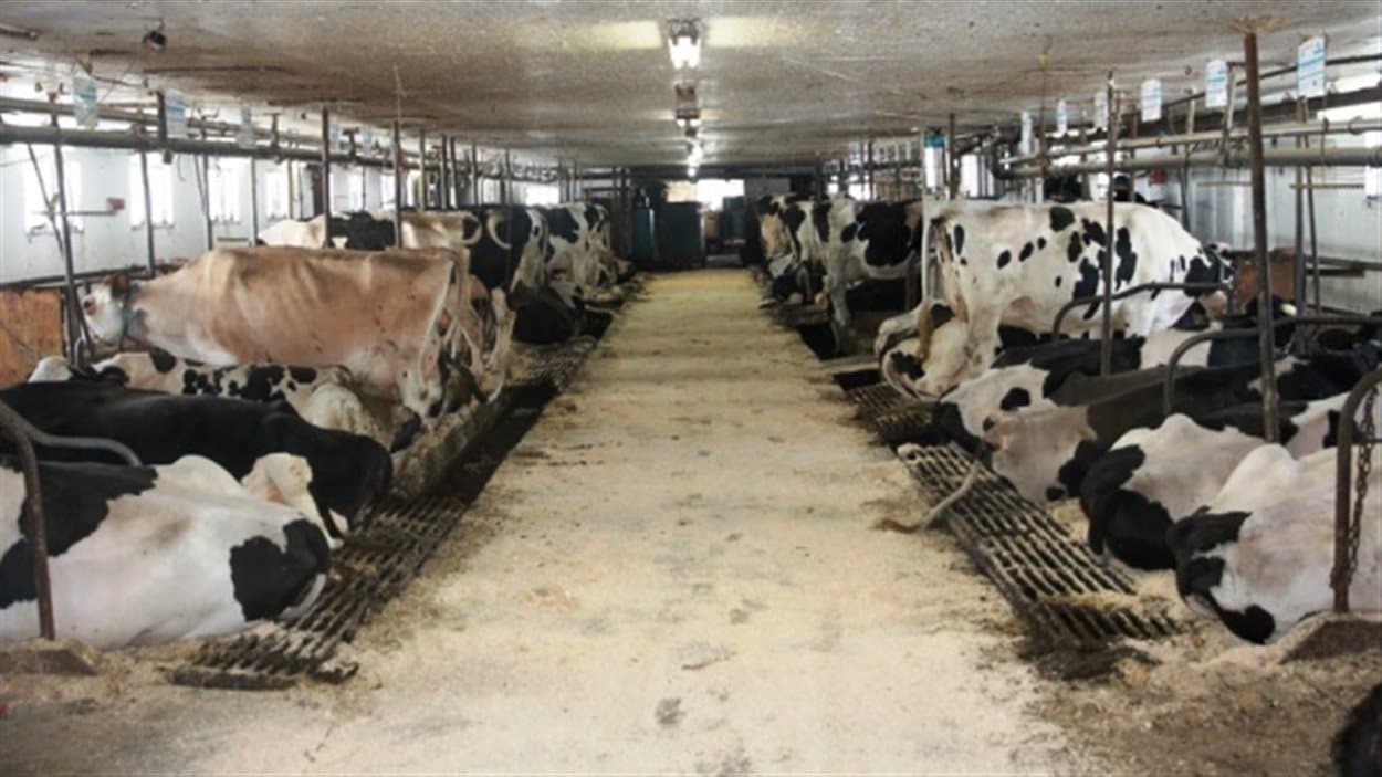 La seule ferme laitière de recherche des Maritimes cesse ses activités ...
