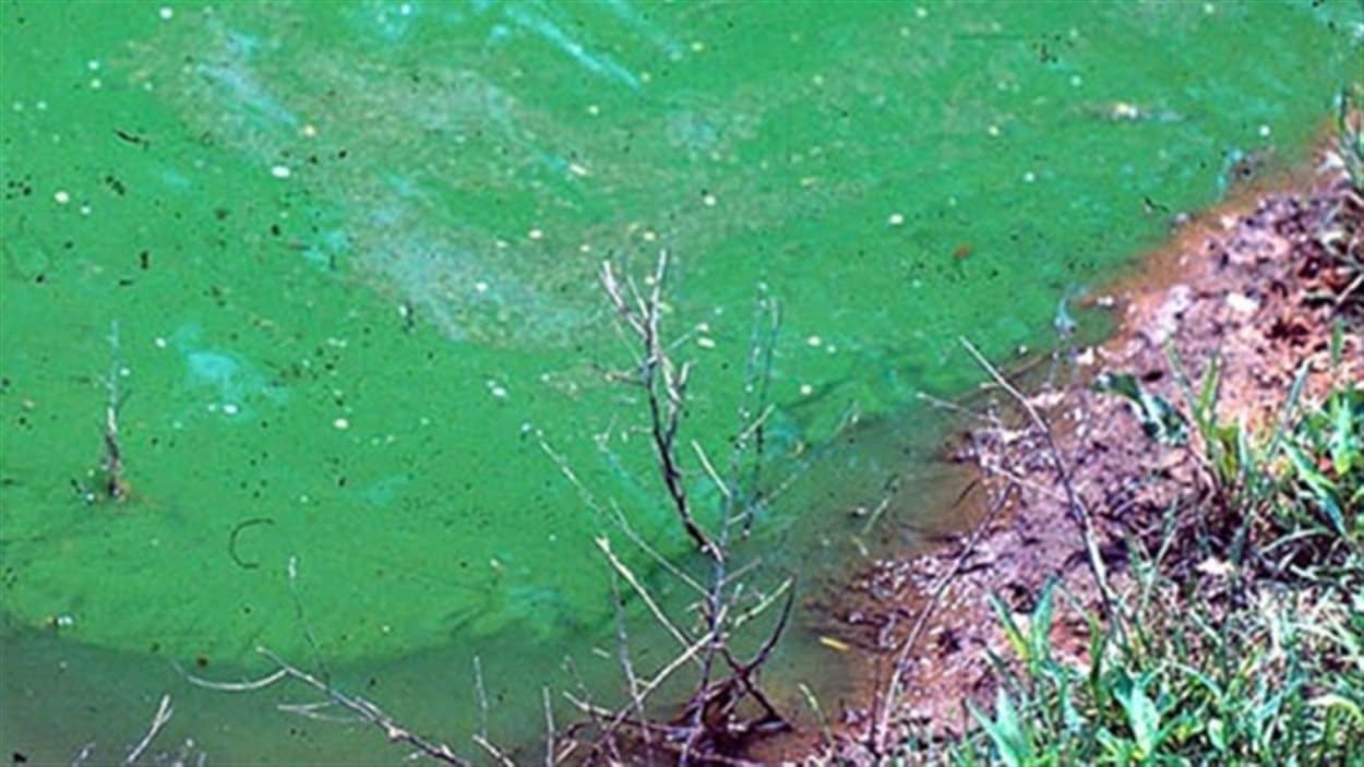 Les algues bleues demeurent bien présentes en Outaouais | ICI.Radio ...