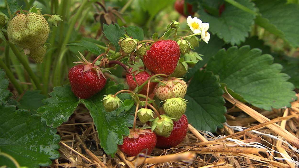 Une belle saison des fraises en vue | ICI.Radio-Canada.ca