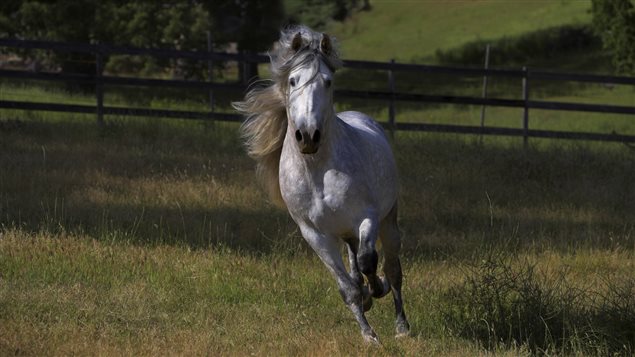 Le cheval, d'hier à aujourd'hui | ICI.Radio-Canada.ca