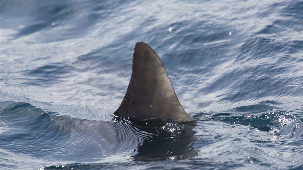 Quand un requin poursuit la morue qui mord à l'hameçon | ICI.Radio ...
