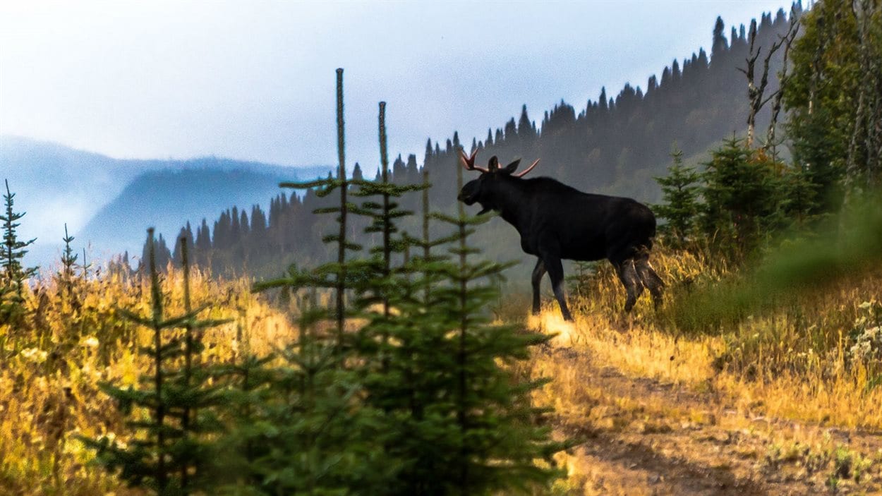 Un safari d'observation de l'orignal à une heure de Québec | ICI.Radio ...