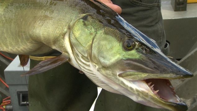 Segment | La Semaine Verte | ICI Radio-Canada.ca