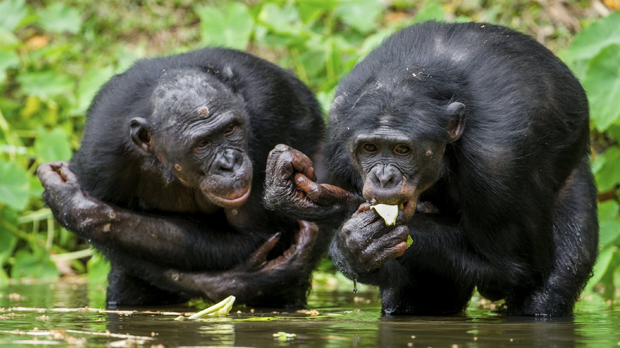 Un ami fidèle nommé bonobo | ICI.Radio-Canada.ca