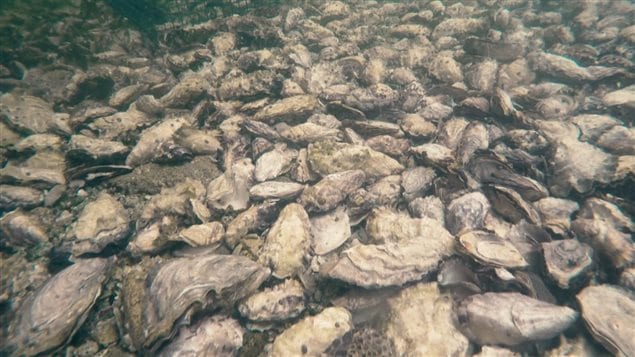 Segment | La semaine verte | ICI Radio-Canada.ca Télé