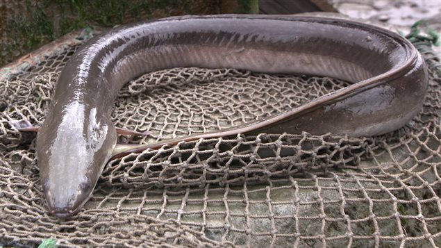 Quoi faire si vous voyez une anguille dans la rivière des Outaouais ...