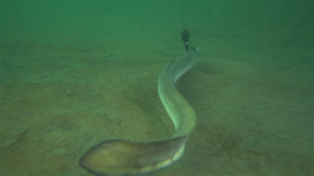 Comment sauver l'anguille du Saint-Laurent? | ICI.Radio-Canada.ca