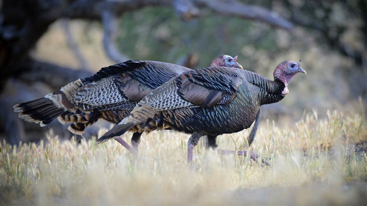 Explosion du nombre de chasseurs de dindons sauvages au Québec | ICI ...
