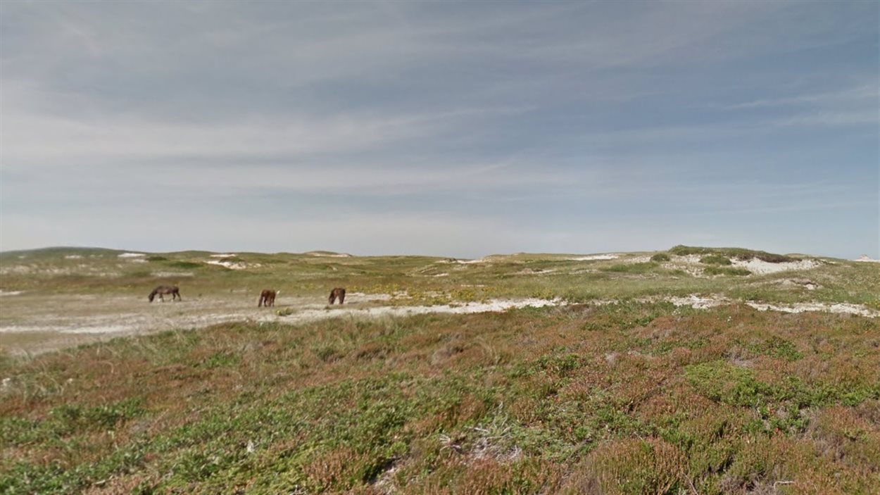 L'île de Sable maintenant sur Google Street View | ICI.Radio-Canada.ca