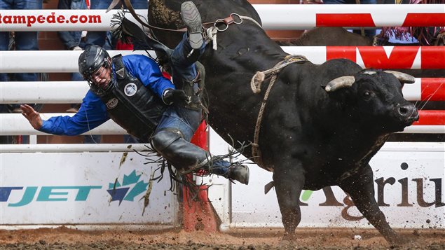 Edmonton : de la monte de taureau professionnelle pour remplacer les ...