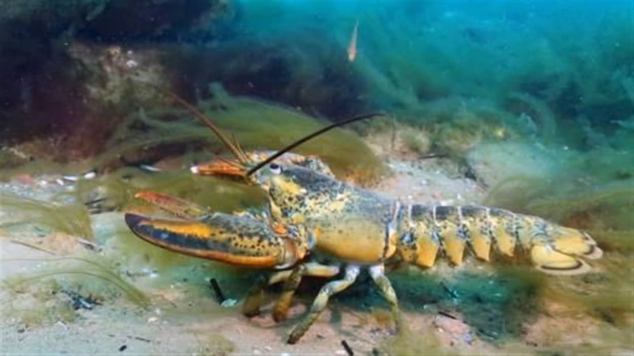 La Suède craint que les homards nord-américains envahissent ses eaux ...