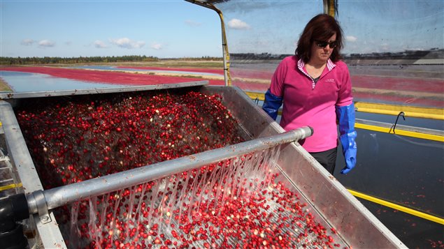 Récolte exceptionnelle pour les producteurs de canneberges du Québec ...